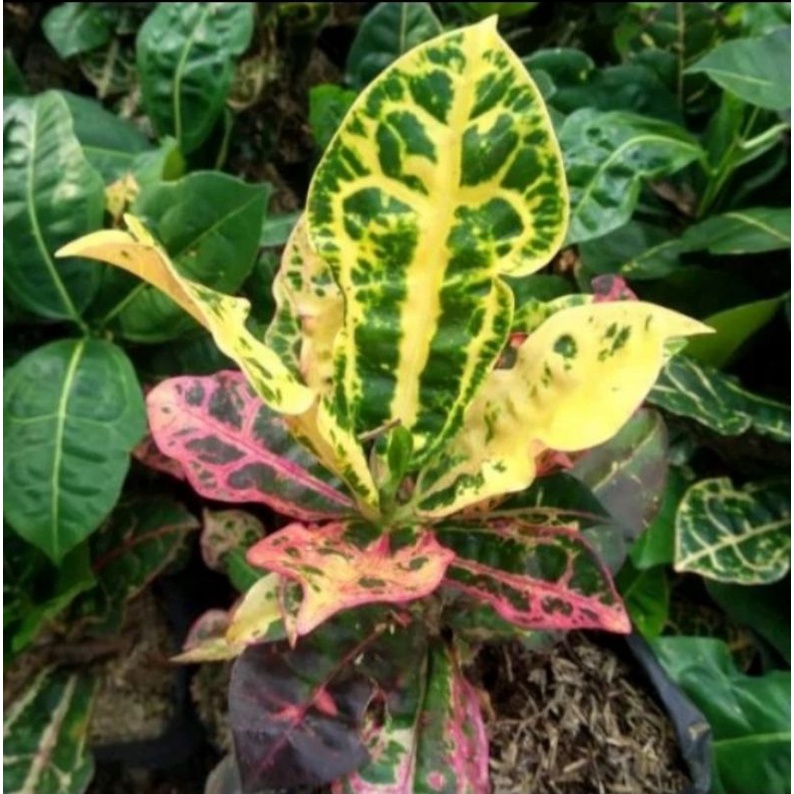 Jual Tanaman Hias Puring Kura Pohon Puring Kura Shopee Indonesia