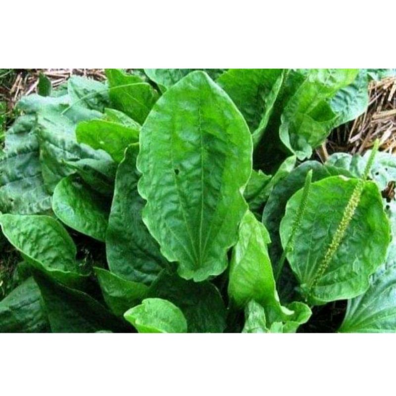 Jual Daun kiurat daun sendok segar 1Kg plantago mayor | Shopee Indonesia