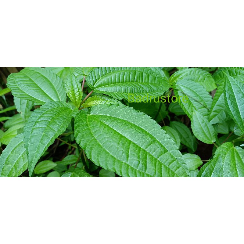 Jual Daun pohpohan segar lalaban | Shopee Indonesia