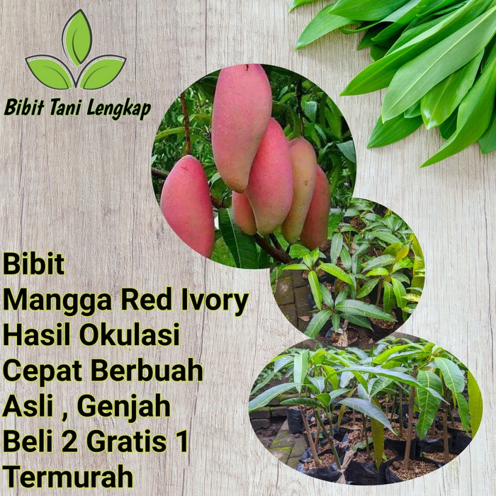Jual Bibit Tanaman Buah Mangga Red Ivory Valid 100% Okulasi Cepat ...
