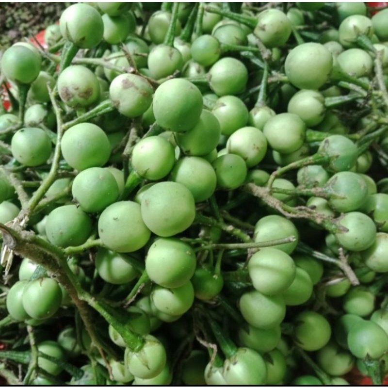 Jual Buah Takokak Buah Cepokak 500gram | Shopee Indonesia