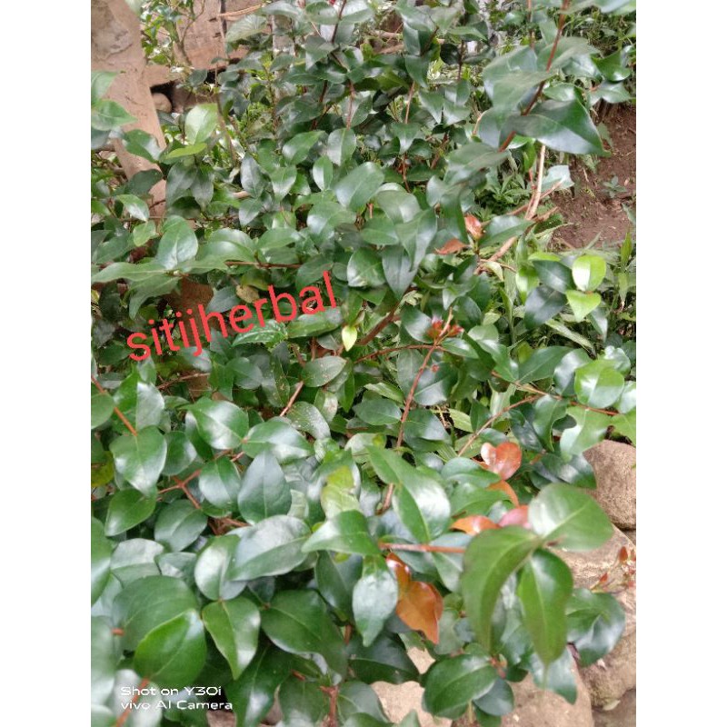 Jual jual daun cereme / ceremai belanda dewandaru paket 250 gram ...