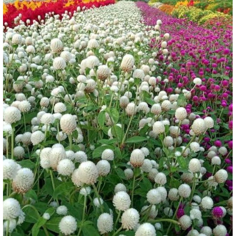 Jual Bunga Kenop Putih - Bunga Kancing Putih (Benih Biji Bunga ...