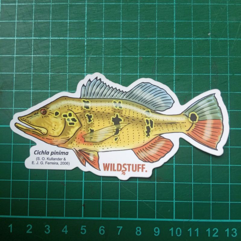 Jual Sticker Wildstuff - Peacock bass Cichla pinima | Shopee Indonesia