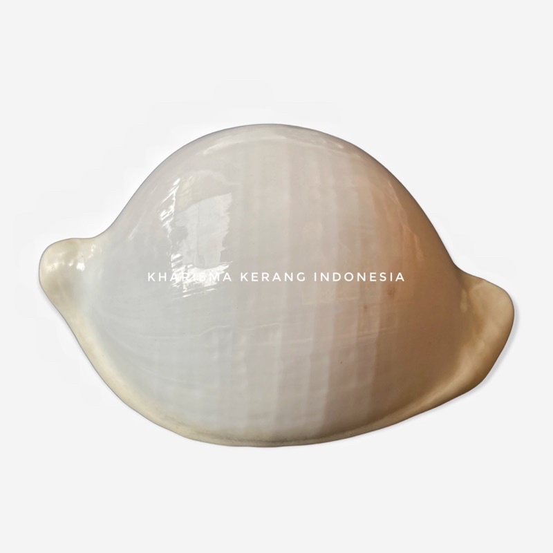 Jual EGG COWRIE SHELL BIG OVULA OVUM SHELL WHITE COWRIE SHELL CANGKANG ...