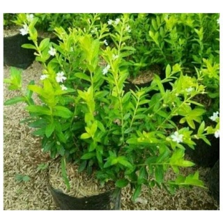 Jual taiwan beauty Harga Terbaik & Termurah Maret 2024 | Shopee Indonesia