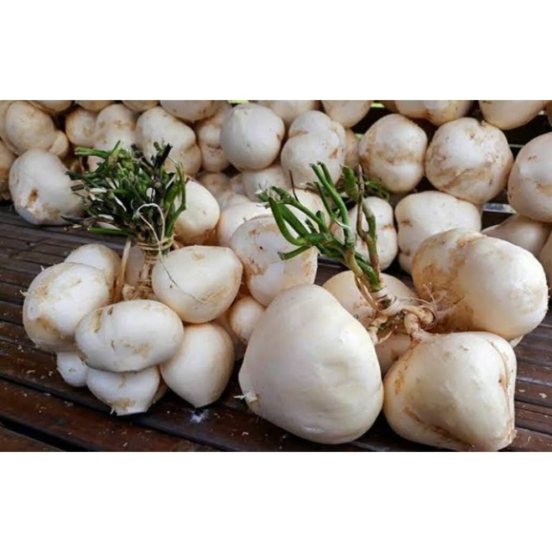 Jual 10 Biji - Benih Bengkoang Unggul Super Lokal Benih biji bengkoang ... Jual 10 Biji - Benih Bengkoang Unggul Super Lokal Benih biji bengkoang ...