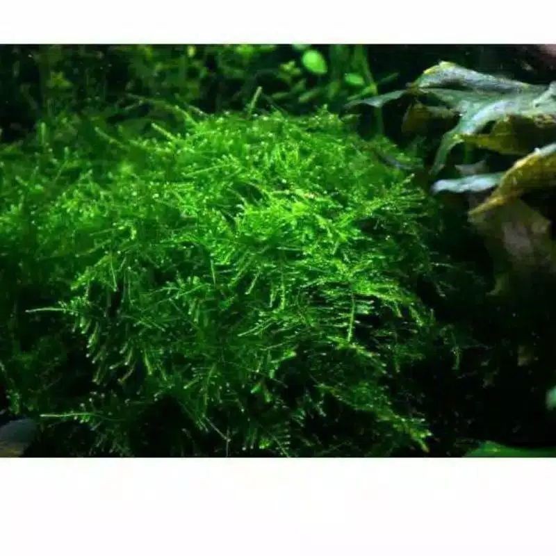 Jual JAVA MOSS UK 15X10 | JAVAMOSS | MOSS AQUASCAPE | Shopee Indonesia