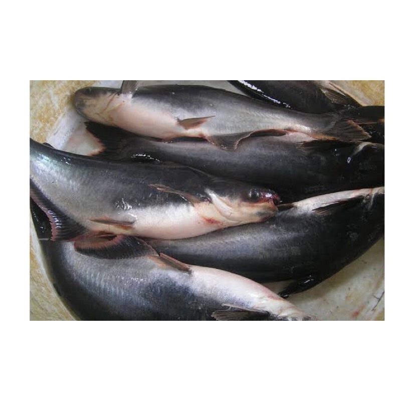 Jual Ikan Patin Fresh (Ikan Segar) | Shopee Indonesia