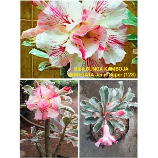 Jual Bibit BUNGA KAMBOJA VARIEGATA VARIGATA Jenis super tanaman pohon ...