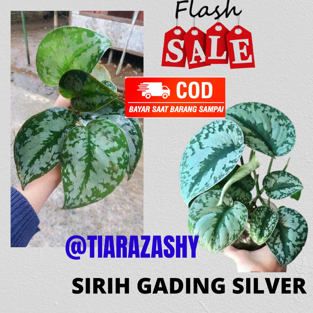 Jual sirih gading Variegata - sirih gading putih - Sri Gading silver ...