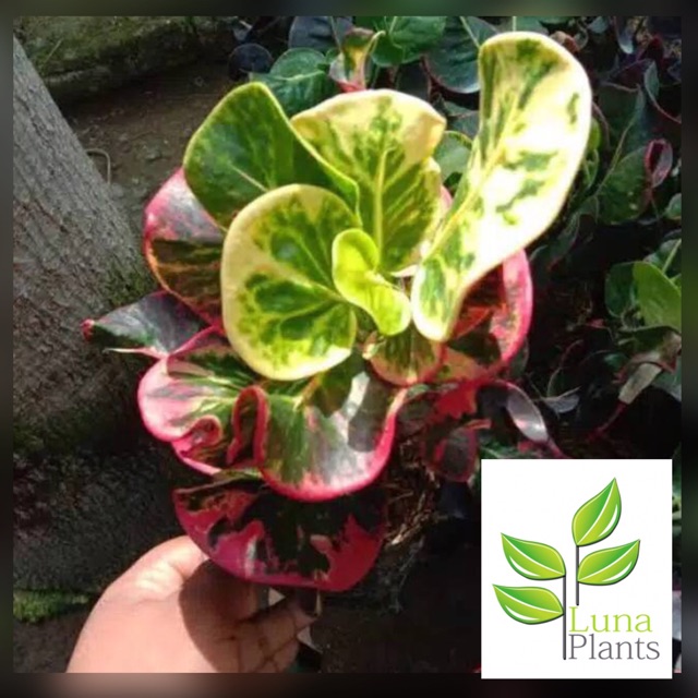 Jual Tanaman hias - tanaman hias bibit puring apel | Shopee Indonesia