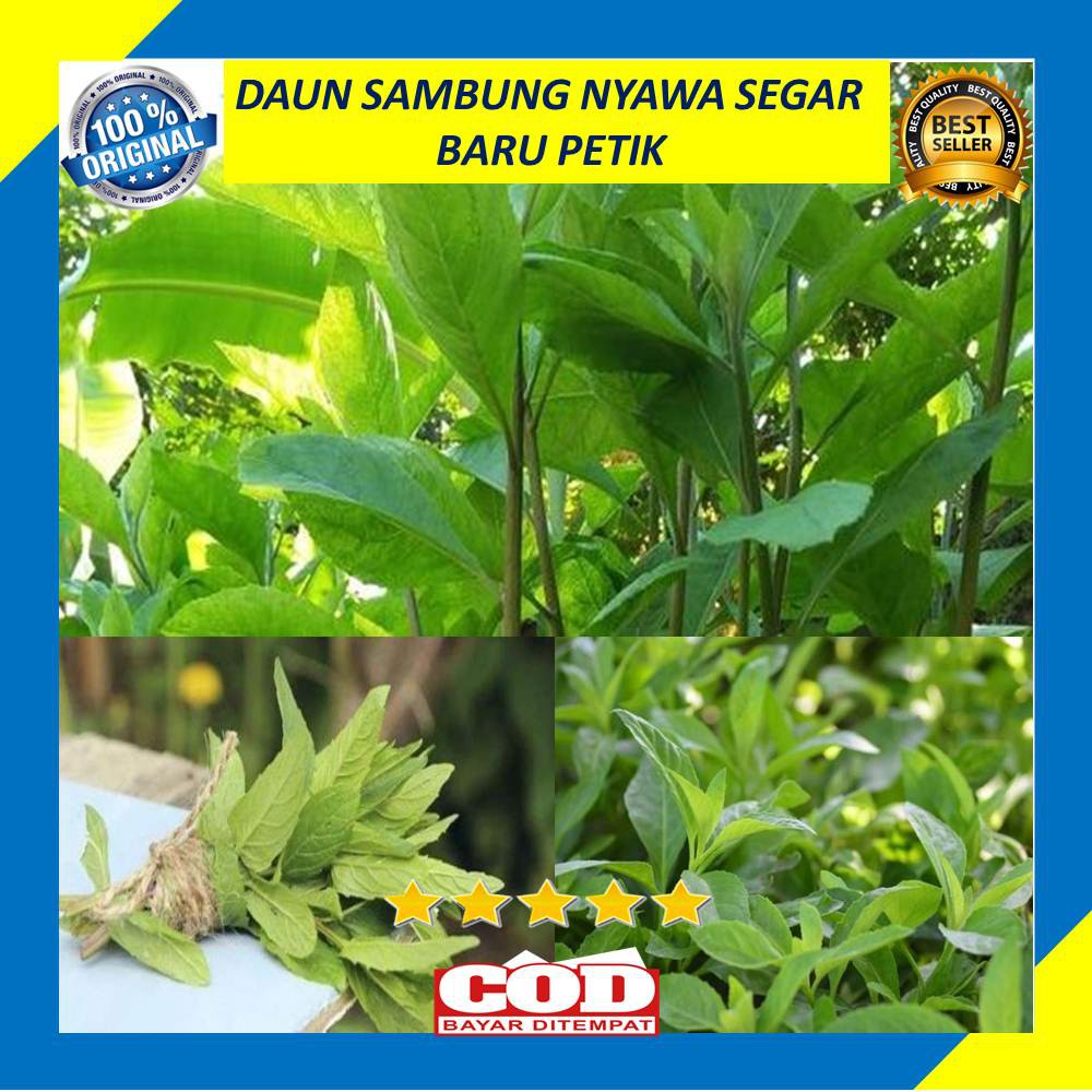 Jual Daun Sambung Nyawa 100 Gram Baru Petik | Shopee Indonesia