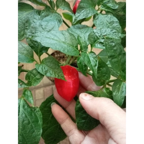 Jual Tanaman Cabe Gendut Dieng / Cabe Gendut Paprika | Shopee Indonesia