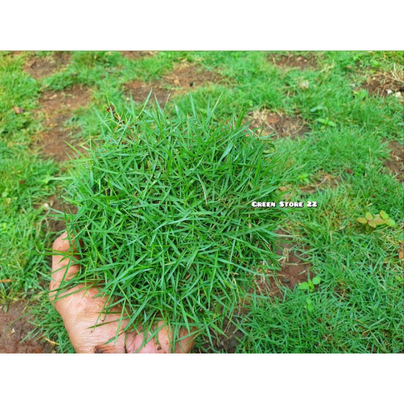 Jual Rumput Jepang / Peking 10cm × 10cm (1 lempengan) | Shopee Indonesia