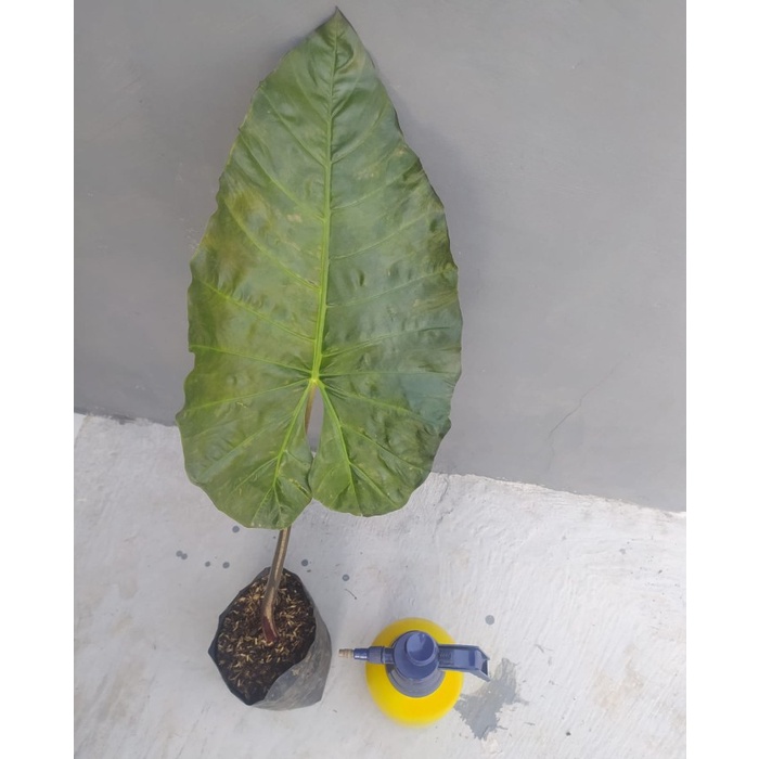 Jual Plumbea / Sente hitam variegata ( bonggol besar ) | Shopee Indonesia