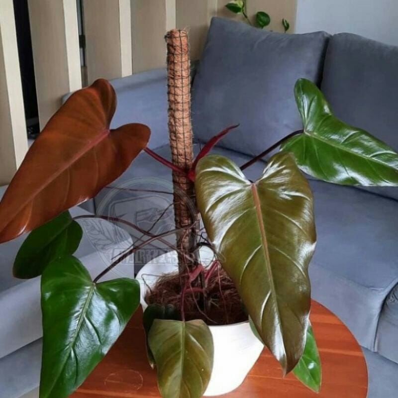 Jual MURAH TANAMAN HIAS PHILODENDRON DARK LORD - BLACK CARDINAL ...