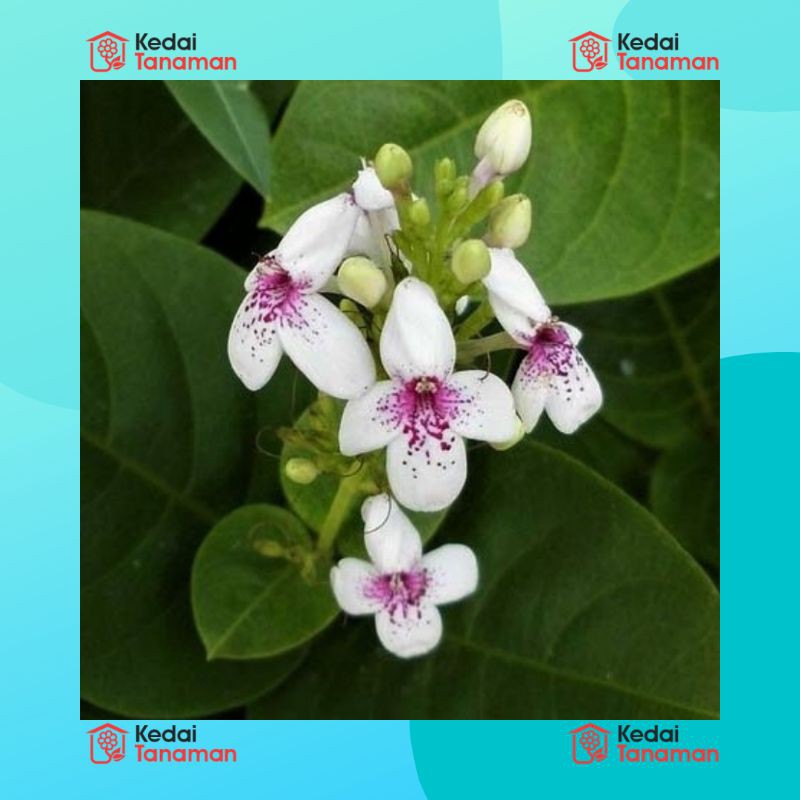 Jual Tanaman Wangi Bunga Hias Melati - Bibit Tanaman Hias Jasmine Bunga ...