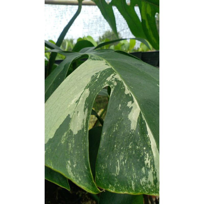 Jual Monstera Variegata atau Varigata (Mint) Collector Item | Shopee ...
