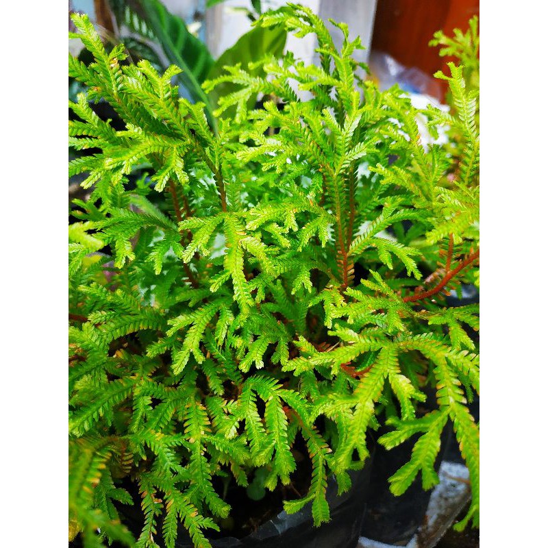 Jual Tanaman hias lumut ambon-lumut-tanaman hias lumut tanaman indoor ...