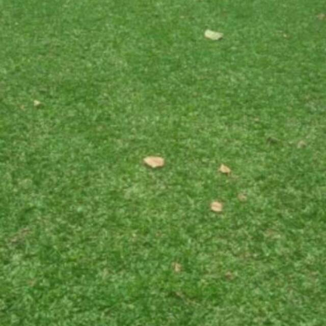 Jual rumput gajah mini - gajah mini - rumput - 50x50cm | Shopee Indonesia