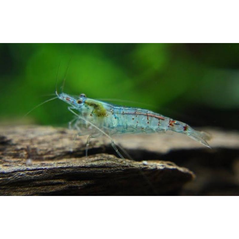 Jual Red Cherry / Yellow Fire / Bloody Mary / Blue Diamond / Red Rili ...