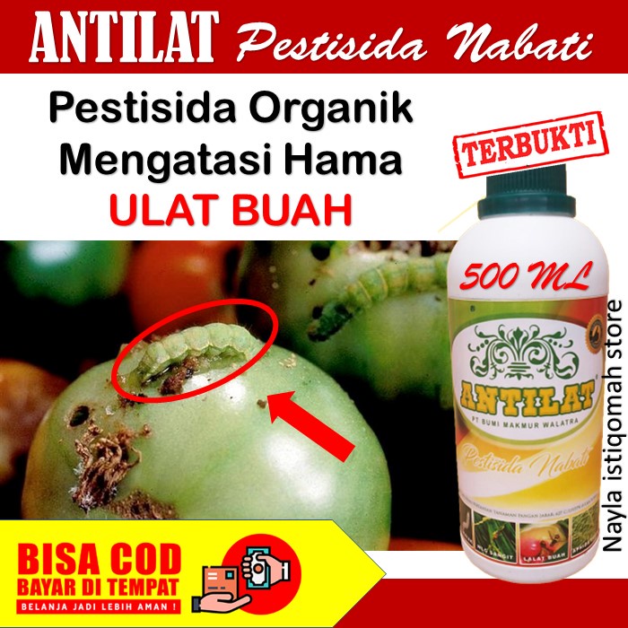 Jual Pestisida ANTILAT Obat Semprot Hama Ulat Buah Sangat AMPUH - Pestisida Insektisida ANTILAT ...