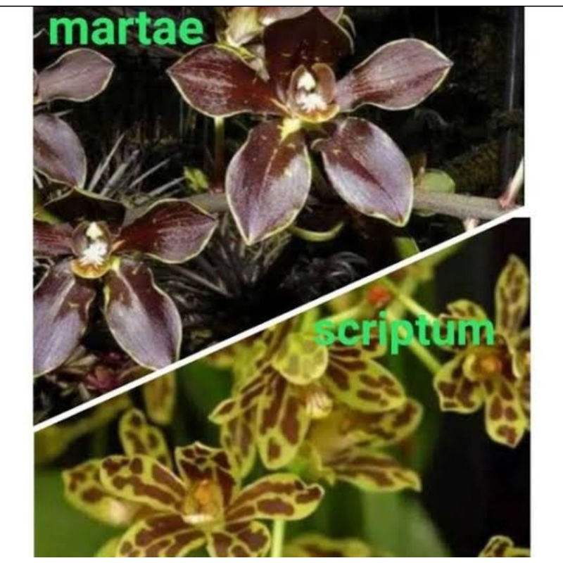 Jual seedling remaja Grammatophyllum martae X Gramma scriptum | Shopee ...