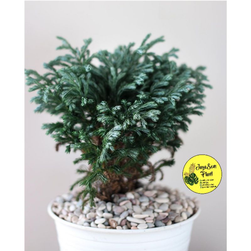 Jual TANAMAN HIAS CEMARA PERAK SILVER PINE + POT PUTIH DAN BATU HIAS ...