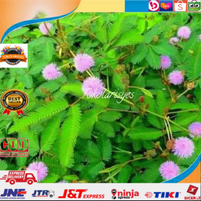 Jual JUAL DAUN PUTRI MALU 100 GRAM | Shopee Indonesia