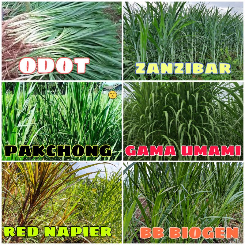 Jual stek rumput pakan ternak unggul | Shopee Indonesia