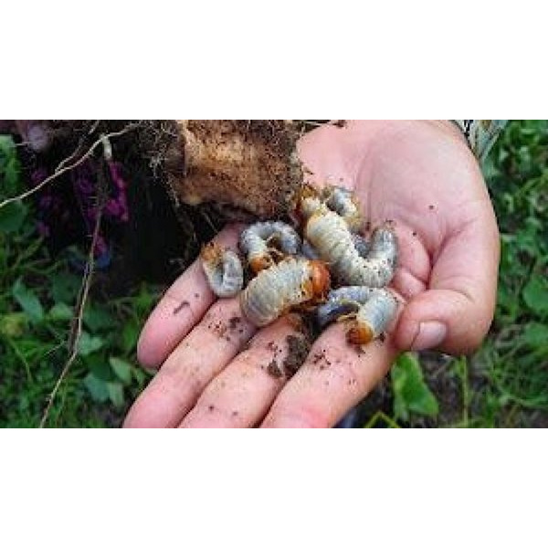 Jual Diazinon Untuk Membasmi Uret Tanah - Obat Untuk Kumbang Kelapa ...