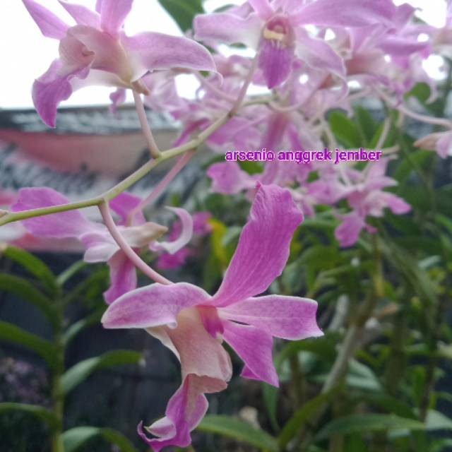 Jual Superbien Superbin | Shopee Indonesia