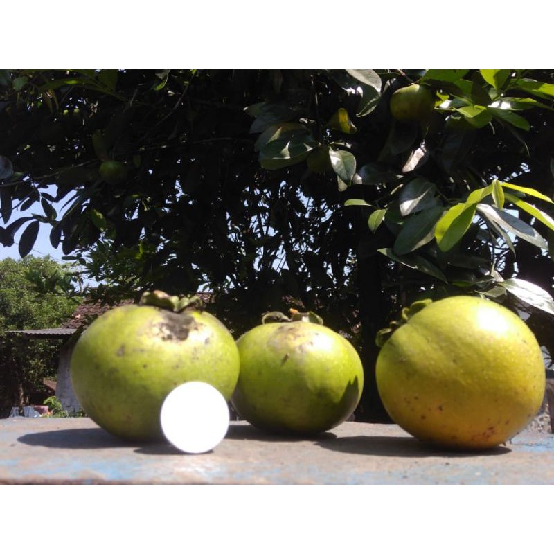 Jual Buah Black Sapote Sawo Hitam | Shopee Indonesia