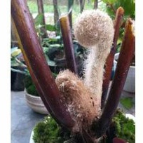 Jual Tanaman hias pakis ekor kera monyet putih | Shopee Indonesia