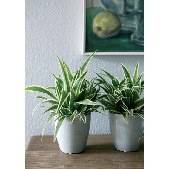 Jual tanaman hias spider plant Lily Paris umbi rimbun | Shopee Indonesia