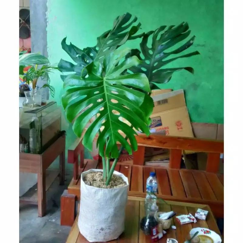 Jual monstera king deliciosa gaint asli | Shopee Indonesia