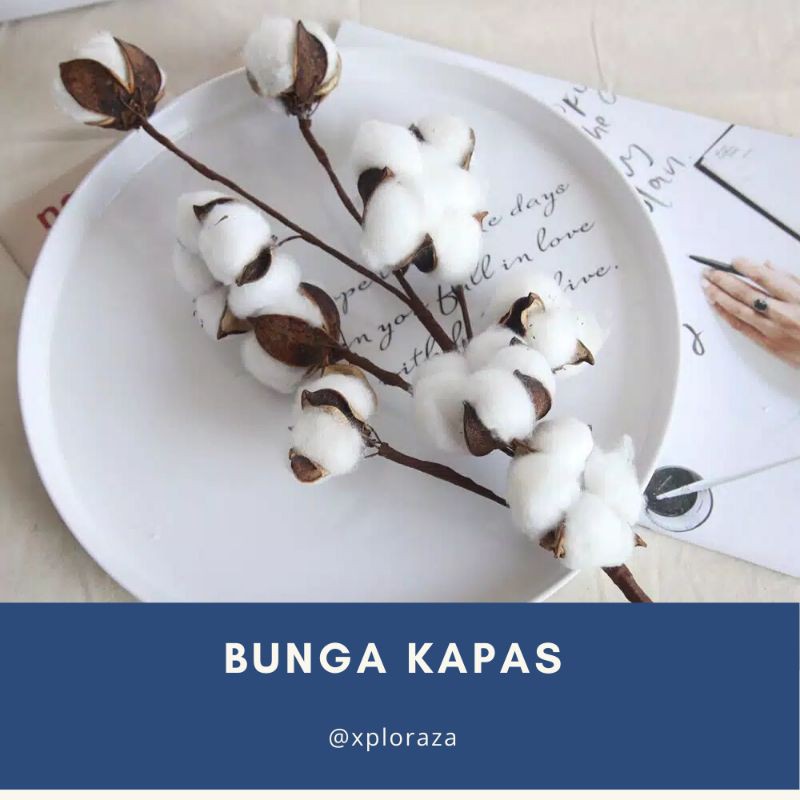 Jual Bunga Kapas Rangkai Kering Cotton Flower Bunga Artificial Hias ...