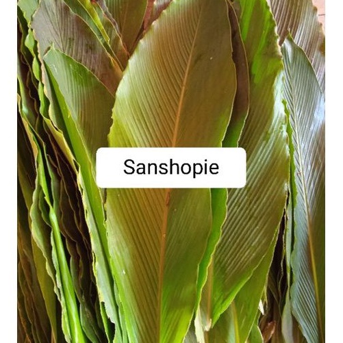 Jual Daun renggak weresah segar 250 gram | Shopee Indonesia