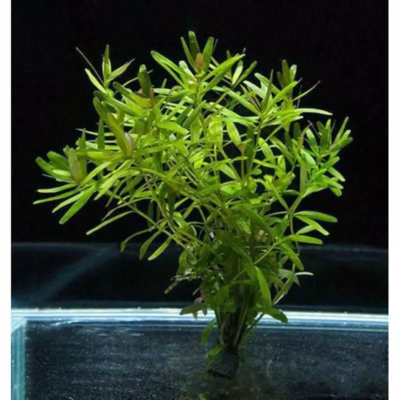 Jual ROTALA GREEN // TANAMAN AQUASCAPE // HOBBY AQUASCAPE // AQUARIUM ...