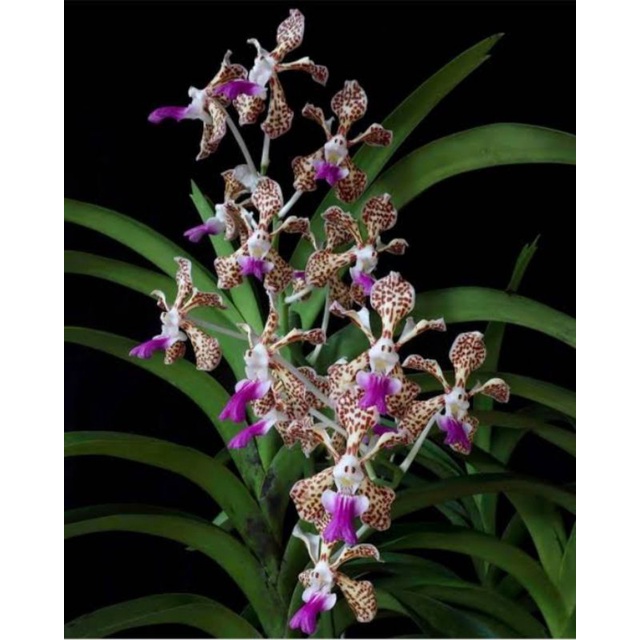 Jual Anggrek Vanda tricolor | Shopee Indonesia