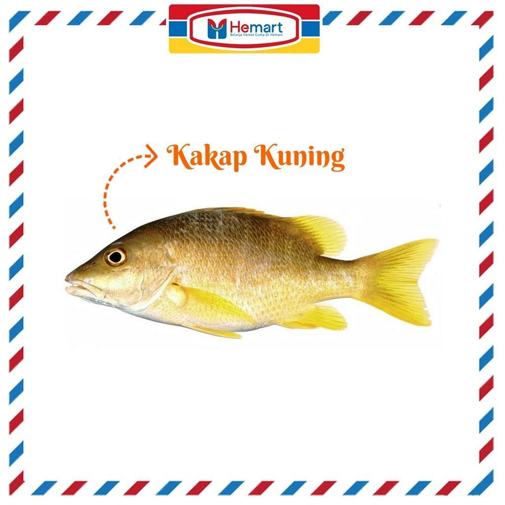 Jual IKAN KAKAP KUNING 1 KG / IKAN SEGAR | Shopee Indonesia