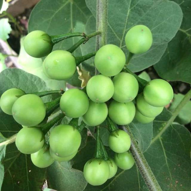 Jual Buah cepokak segar,tekokak(800 gram) | Shopee Indonesia