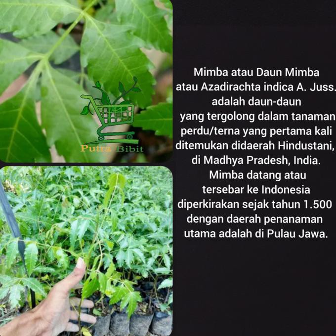 Jual Pusat Benih Tanaman. Bibit Pohon Mimba- Azadirachta Indica ...