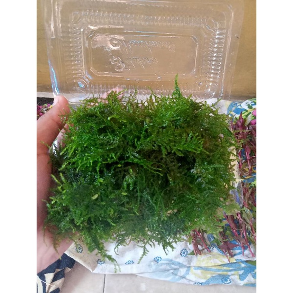 Jual mos Java tanaman full air tanaman aquascape | Shopee Indonesia