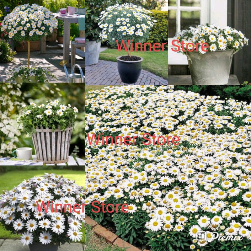 Jual Bibit Benih Bunga Moon Daisy (5 Butir) | Shopee Indonesia