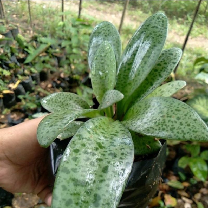 Jual Tanaman hias bunga lidah katak / lidah katak | Shopee Indonesia