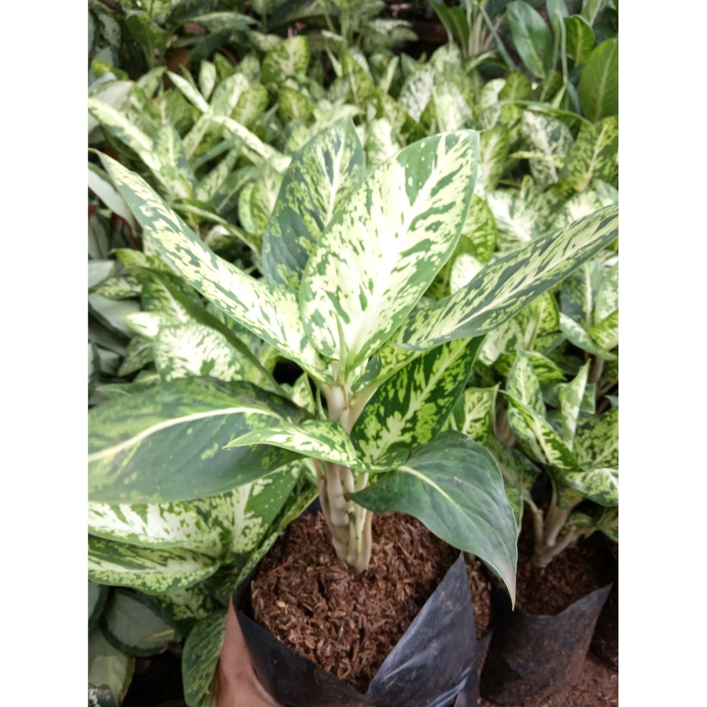 Jual tanaman blanceng zebra - golden - blanceng golden - blanceng zeb ...