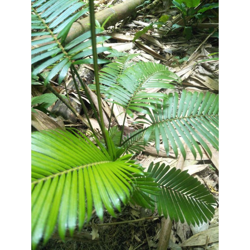 Jual BumiExotic palem rotan | Shopee Indonesia