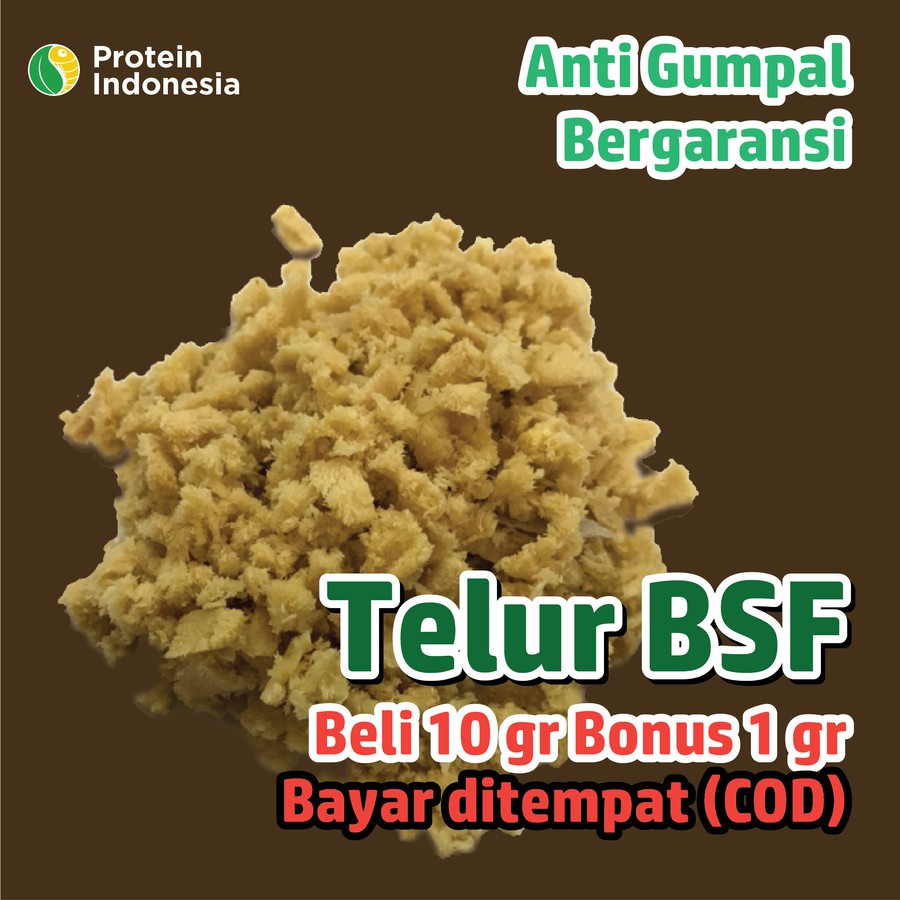 Jual Telur BSF Super dari pupa terbaik pakan PKM (1 gram) | Shopee ...